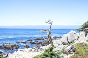 Highway 1 | Alle Highlights auf der Strecke | Besuche Santa Cruz ...